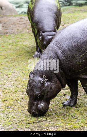A pygmy hippo eating grass Stock Photo - Alamy