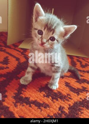 Lovely ashy kitten sitting on the stone floor outdoor. Closeup portrait ...