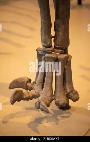 Pentadactyl limb. Front left foot of “Dippy”. Diplodocus carnegie ...