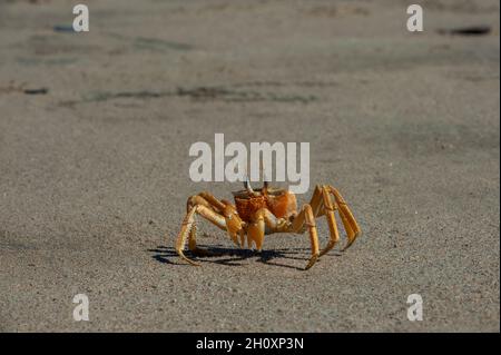 Ghost crab (Ocypode cursor), Skeleton Coast National Park, Namibia ...