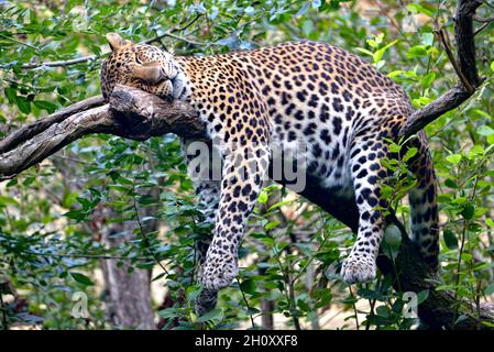 Javan leopard (Panthera pardus melas) resting on fallen tree trunk in tropical rainforest ...