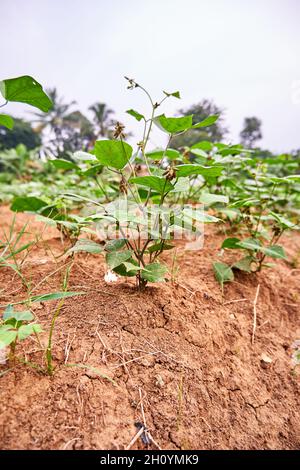 Close-up of a jicama plant growing on a plantation. fresh jicama leaves ...