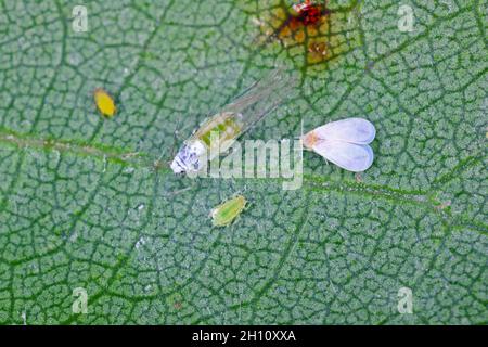 The ash whitefly, Siphoninus phillyreae and the mealy plum aphids ...
