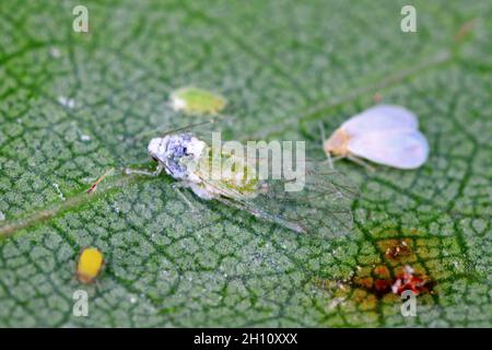 The ash whitefly, Siphoninus phillyreae and the mealy plum aphids ...