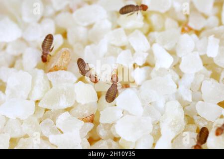 Psocids of the genus Liposcelis - Psocoptera - booklice, barklice or barkflies, a well known as ...