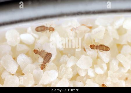 Psocids of the genus Liposcelis - Psocoptera - booklice, barklice or ...
