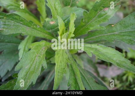Green jelantir (Also called erigeron bonariensis, monyenyen, erigeron ...
