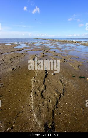 Danish wadden sea national park Stock Photo - Alamy