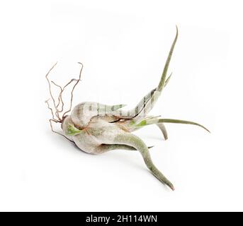 Small octopus isolated on white background. Close up Stock Photo - Alamy
