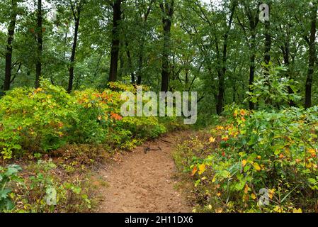 Autumn landscape along the Cowles Bog Trail on a rainy morning. Indiana ...