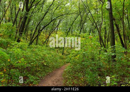 Autumn landscape along the Cowles Bog Trail on a rainy morning. Indiana ...