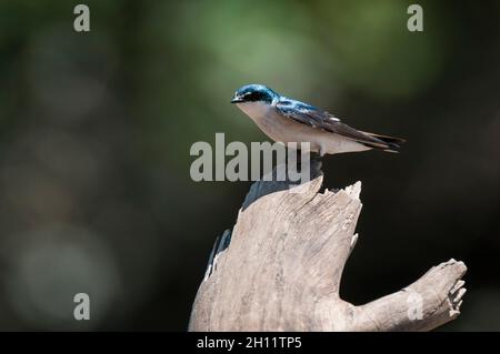 Portrait of a mangrove swallow, Tachycineta albilinea, on a tree stump ...