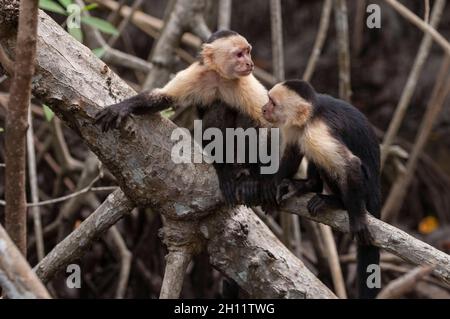 A pair of white-faced capuchin monkeys, Cebus capucinus, interacting ...