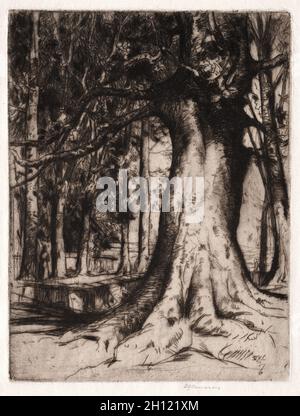 David Young Cameron. The Sycamore. 1905. Scotland. Etching and drypoint ...