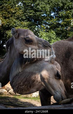 couple of cute dromedary camels Stock Photo - Alamy