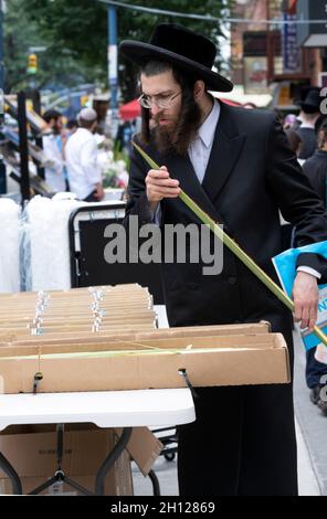 An orthodox Jewish man prepares for Sukkos examining myrtle branches ...