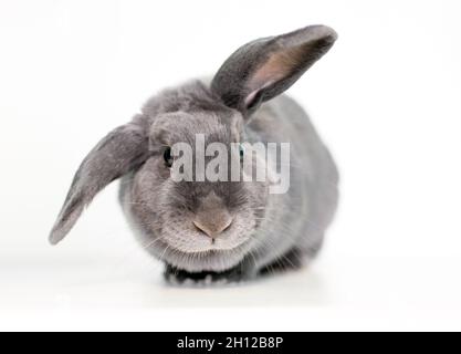 A gray pet rabbit holding its ears in a half lop position Stock Photo ...
