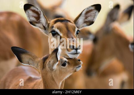 Portrait of a female impala and her calf, Aepyceros melampus Stock ...