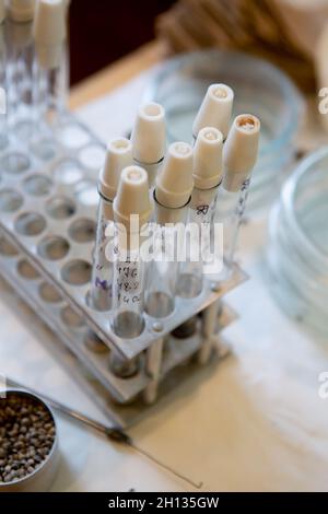 Mold on hemp sativa. Hemp sativa laboratory research Stock Photo - Alamy