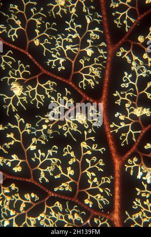 Giant Basket Star (Astroboa nuda) branch, night dive, Pyramids dive ...