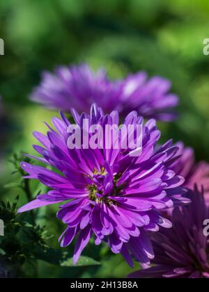 Purple Corn Marigold flower known as kapuru flower in sri lanka Stock ...