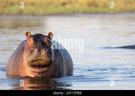 Hippopotamus (Hippopotamus amphibius) showing aggressive behaviour ...