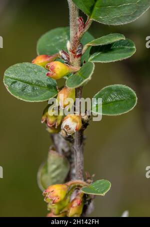Great Orme Berry, Cotoneaster cambricus, in flower on the Great Orme ...