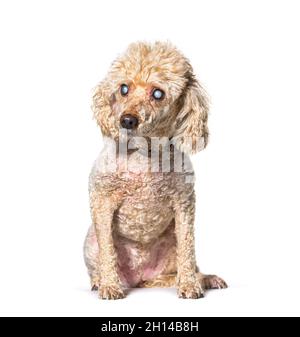sick and ill poodle dog isolated on white background with viral with ...
