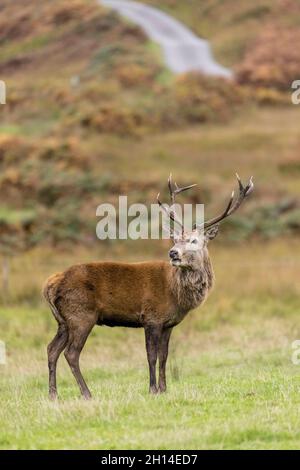 Jura, UK. 16 October, 2021 Pictured: With an estimated 6,000 deer on ...