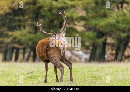 Jura, UK. 16 October, 2021 Pictured: With an estimated 6,000 deer on ...