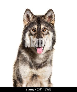 Northern Inuit Dog portrait Stock Photo - Alamy