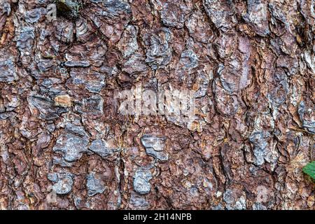 alpine tree bark background, ideal for textures Stock Photo - Alamy