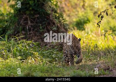 A jaguar, Panthera onca, mating, patrolling the forest. Pantanal, Mato ...