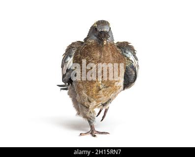 Young domestic pigeon falling out of the nest, against white background ...