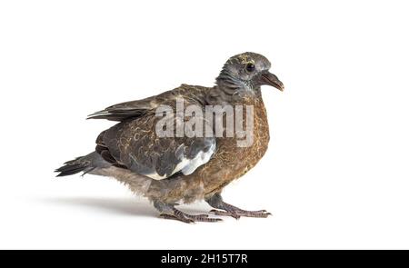 Young domestic pigeon falling out of the nest, against white background ...