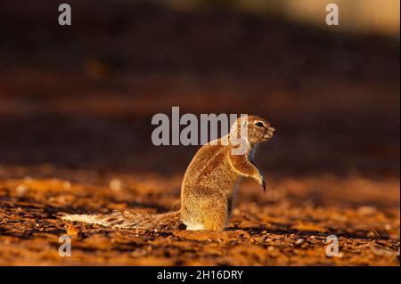 Ground squirrel on Mpayathutlwa Pan, Mabuasehube, Kgalagadi ...