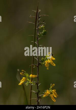 Petty whin, Genista anglica, in flower in damp grassland, Dorset Stock ...