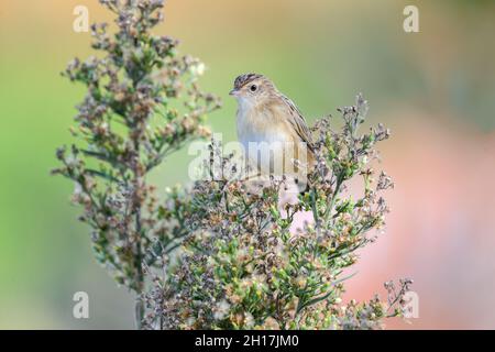 Zitting cisticola (Cisticola juncidis) young bird with no tail feathers ...