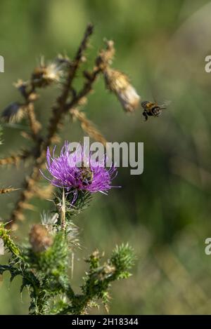 Vertical shot of a bee flying towards yellow dandelion Stock Photo - Alamy