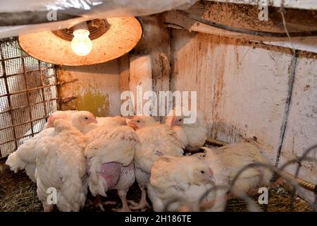 The hens sit under a heat-radiating light bulb on the chicken farm ...