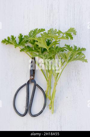 Pelargonium cuttings. Cuttings of scented pelargonium with rooting ...