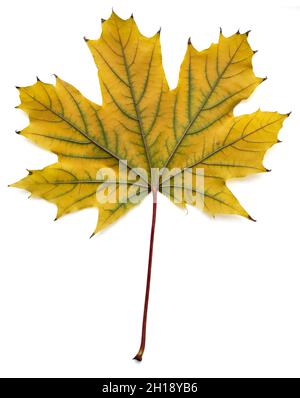 Maple leaf isolated macro photo Stock Photo - Alamy