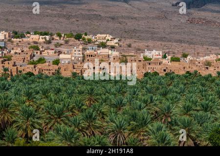A distant view of the 400-year-old town of Al Hamra, and a stand of ...