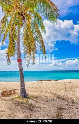 Beautiful palm trees grown on the beach Stock Photo - Alamy