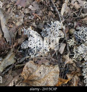 Small grey mushroom growing on ground among pine needles Stock Photo ...