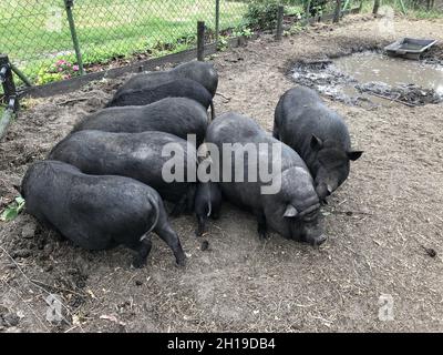 A scenic view of a cute boar on the farm Stock Photo - Alamy