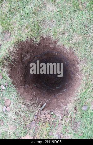 Hole dug in dark soil planted with thick green stems revealing cross ...