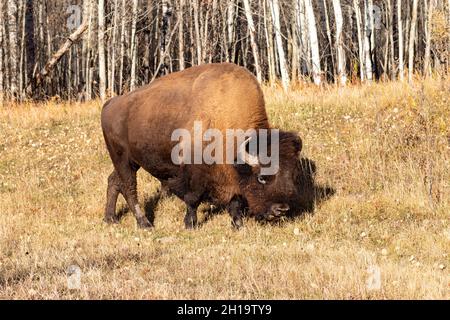 North American Bison (Bison Bison), Elk Island National Park, Alberta ...