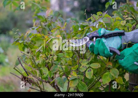 trimming the rose bushes with secateurs in early spring Stock Photo - Alamy