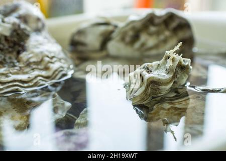 White oyster shells with life oysters Stock Photo - Alamy